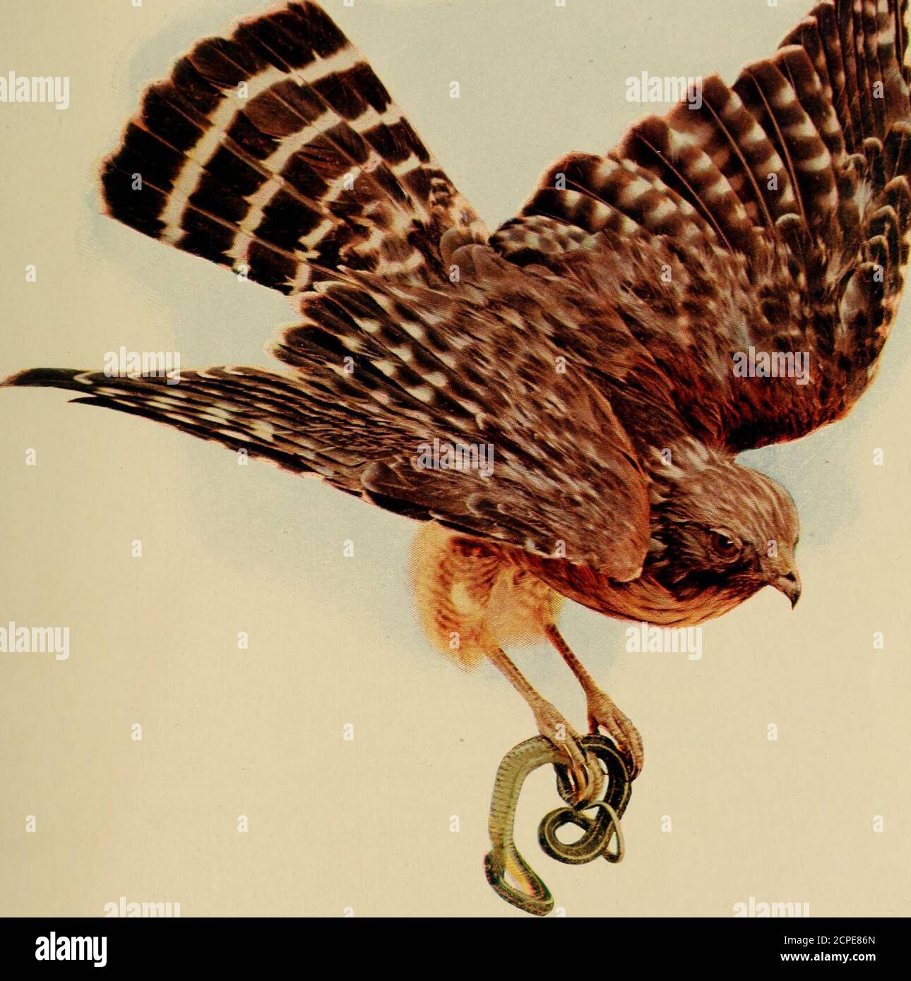 Gorged food hi-res stock photography and images - Alamy