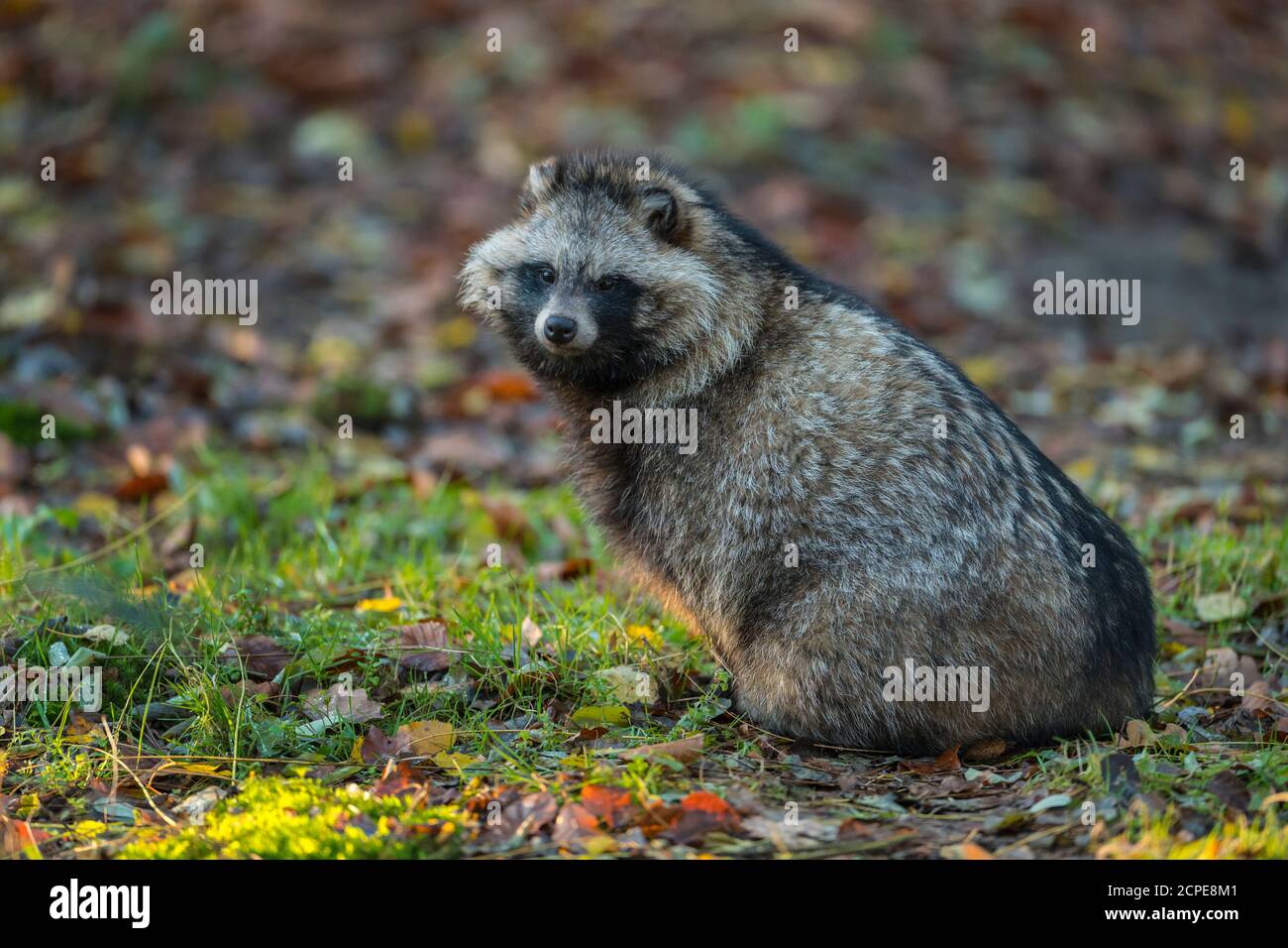 Raccoon dog, Nyctereutes procyonoides Stock Photo - Alamy