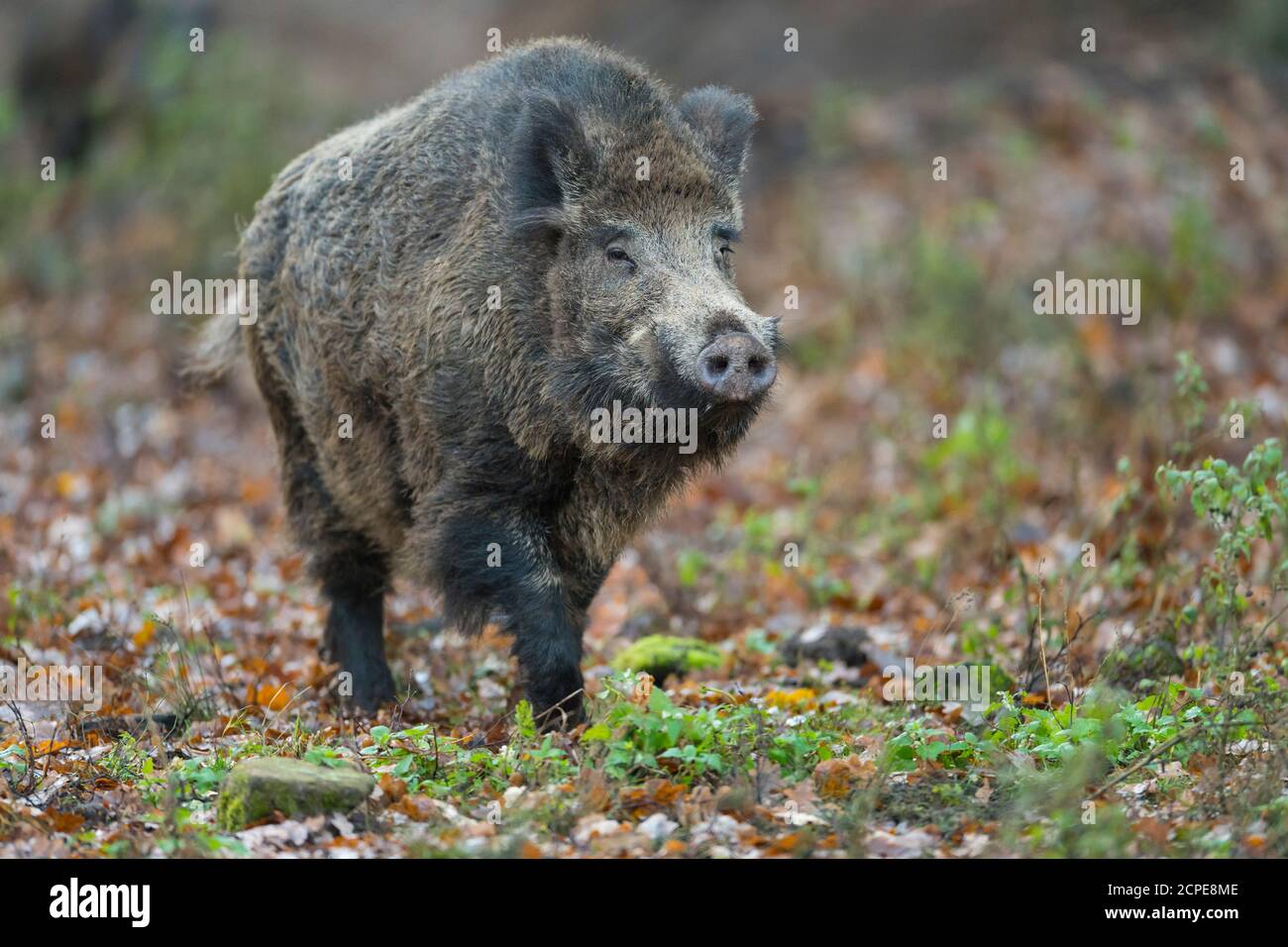 Wild boar, Sus scrofa Stock Photo - Alamy