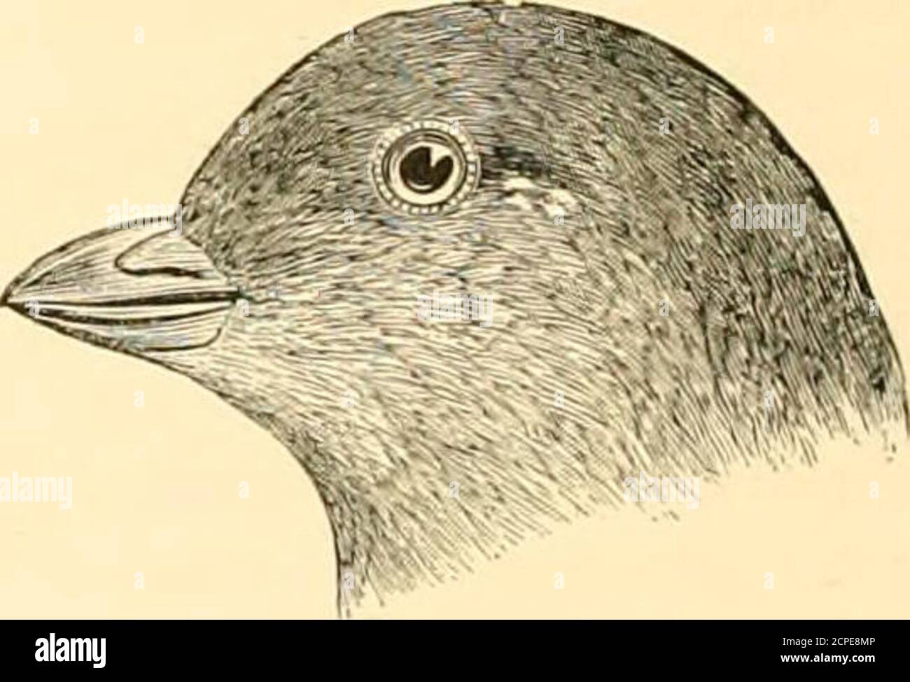 . The water birds of North America . Summer adult. Young. filamentous ...