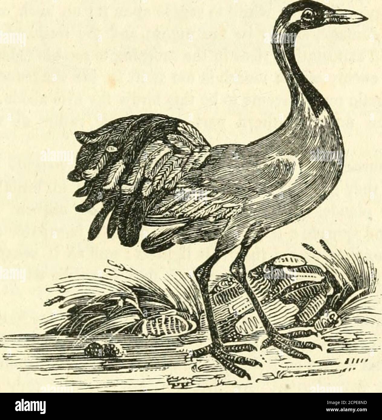. A System of natural history : containing scientifci [sic] and popular ...