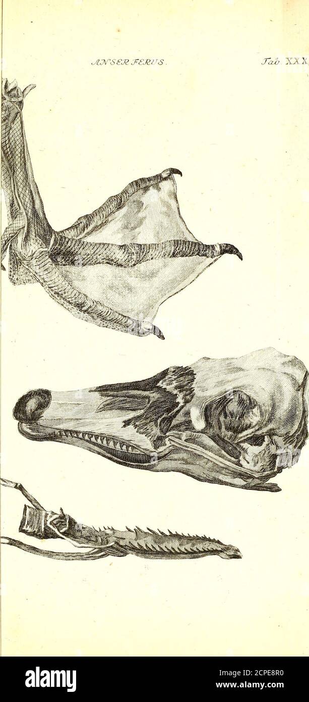 . Stemmata avium : quadraginta tabulis aeneis ornata ; accedunt ...
