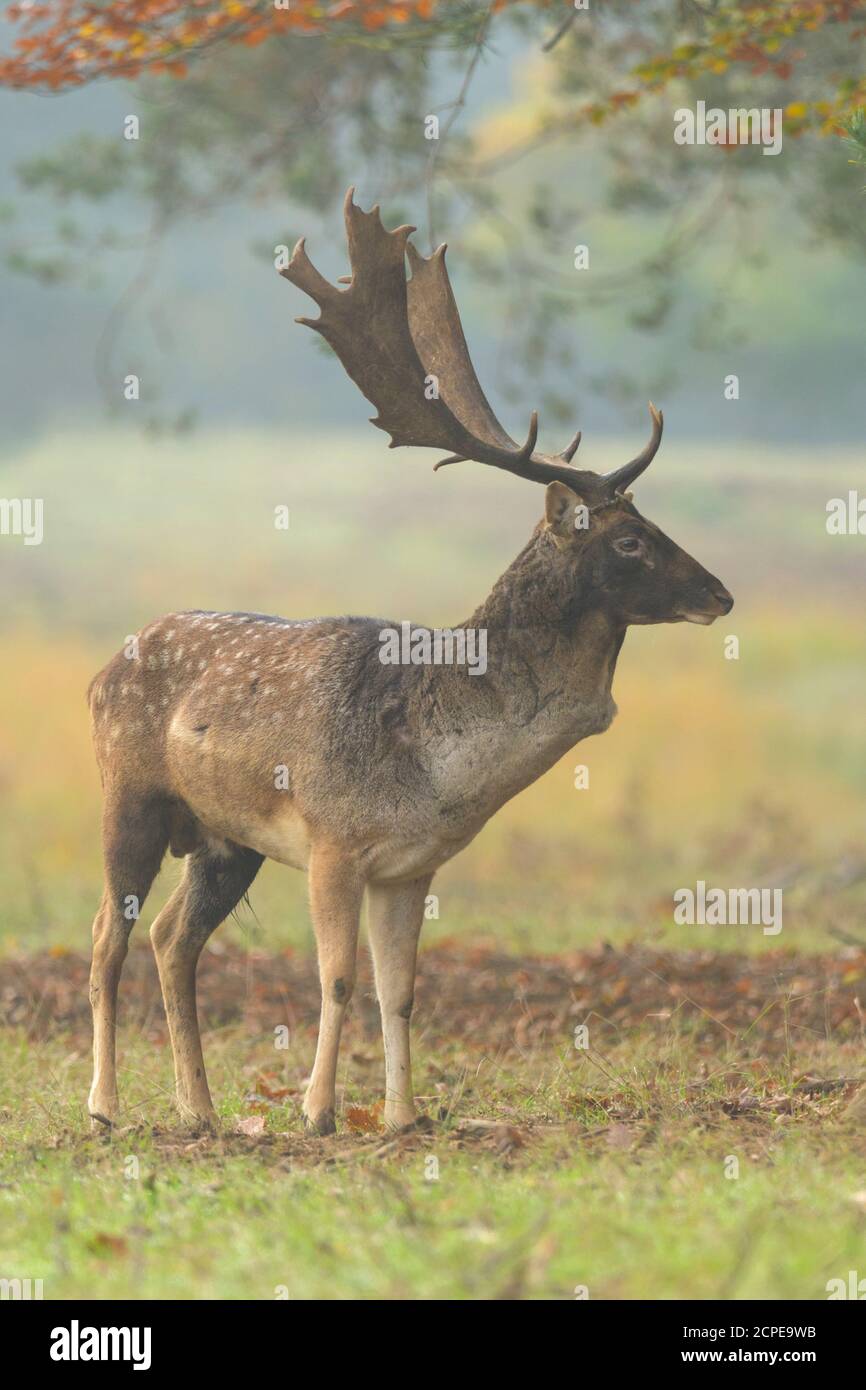 Male european fallow deer hi-res stock photography and images - Alamy