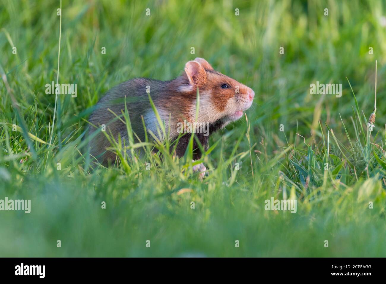 Common Hamster, Cricetus cricetus Stock Photo - Alamy