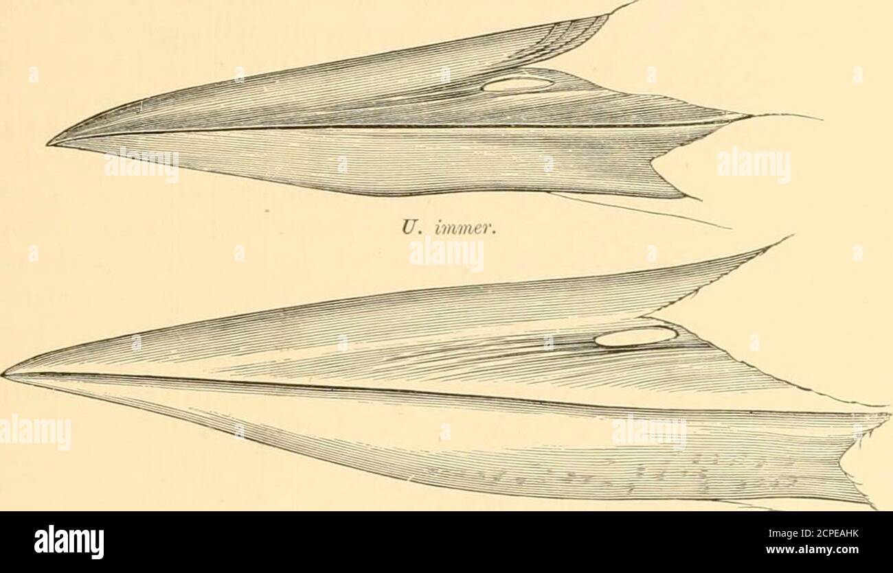 . The water birds of North America . LOONS — URLNATOR. 451 the plumage ...