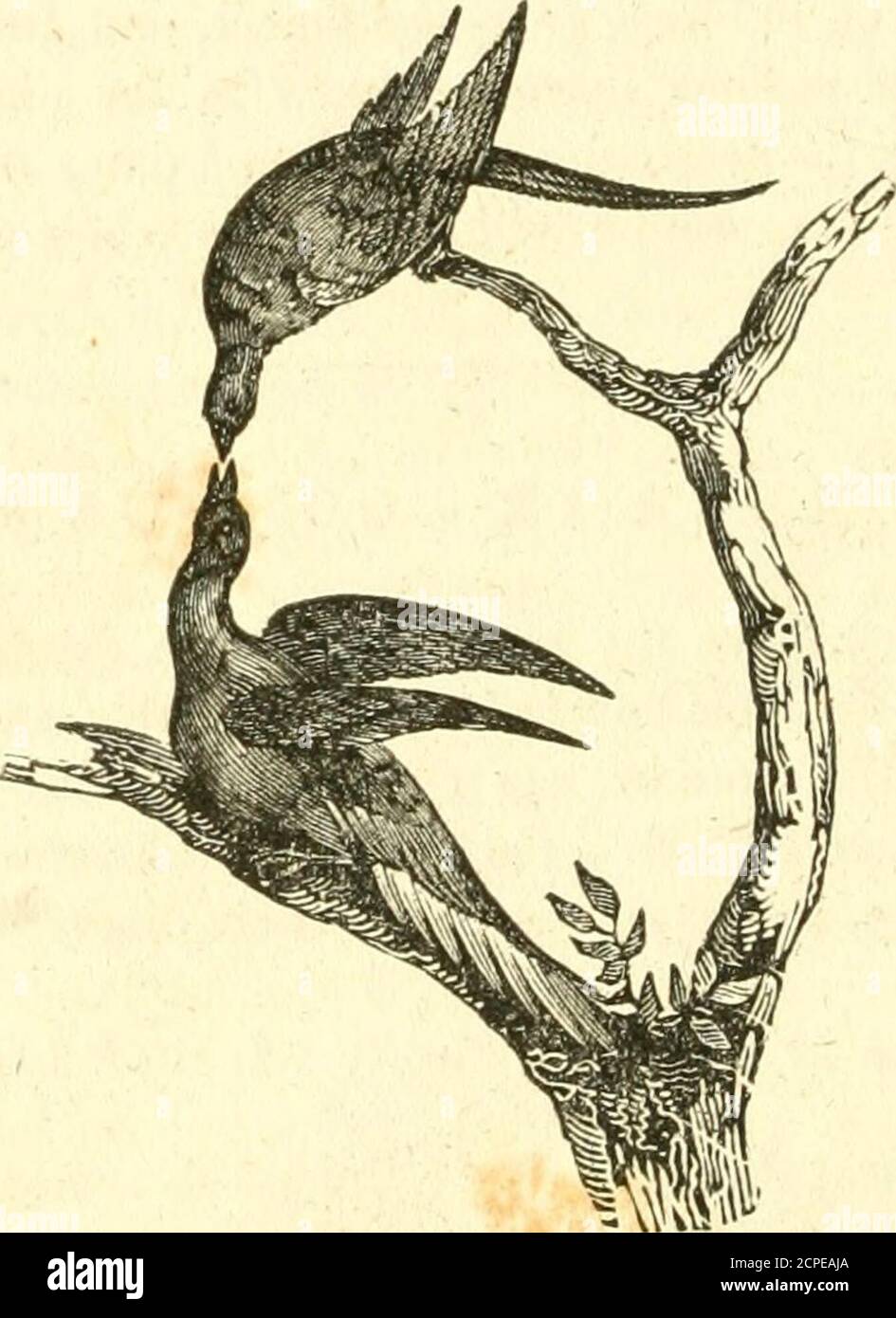 Articulated toes hi-res stock photography and images - Alamy