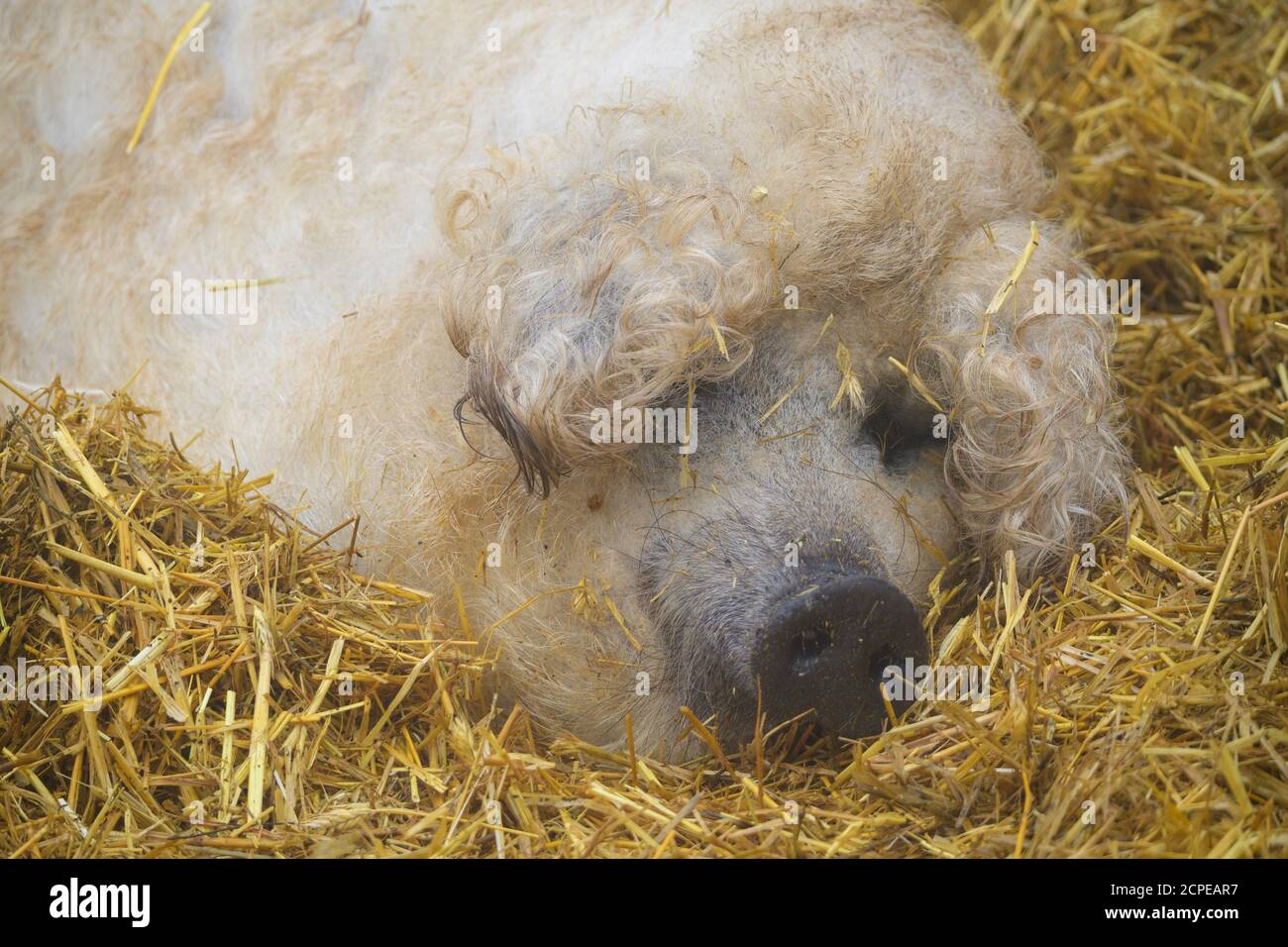 Mangalitsa hi-res stock photography and images - Alamy