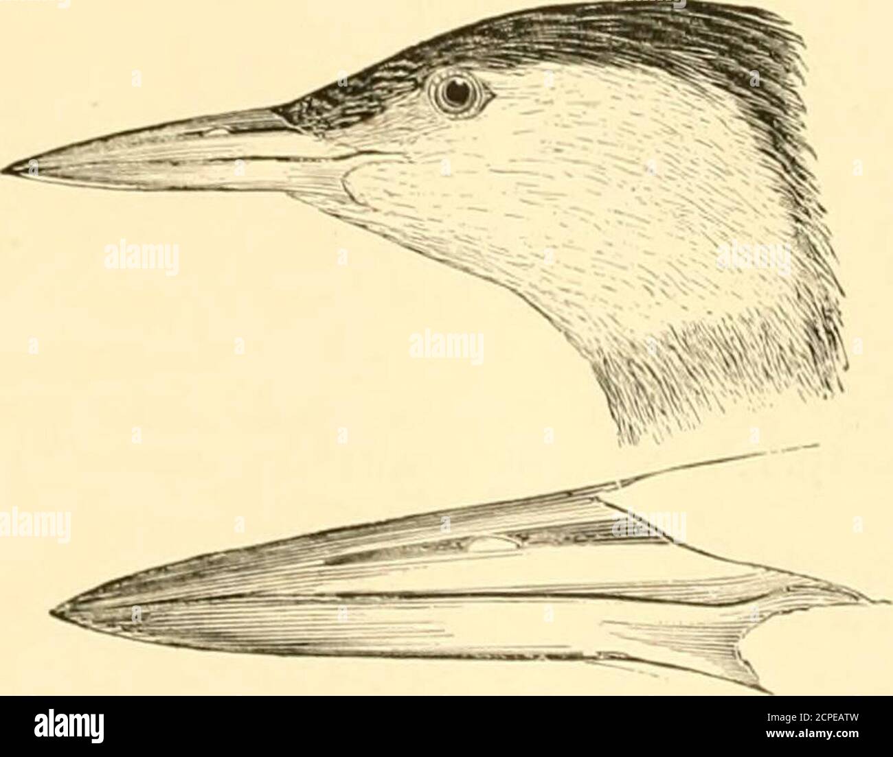 Malar stripes hi-res stock photography and images - Alamy