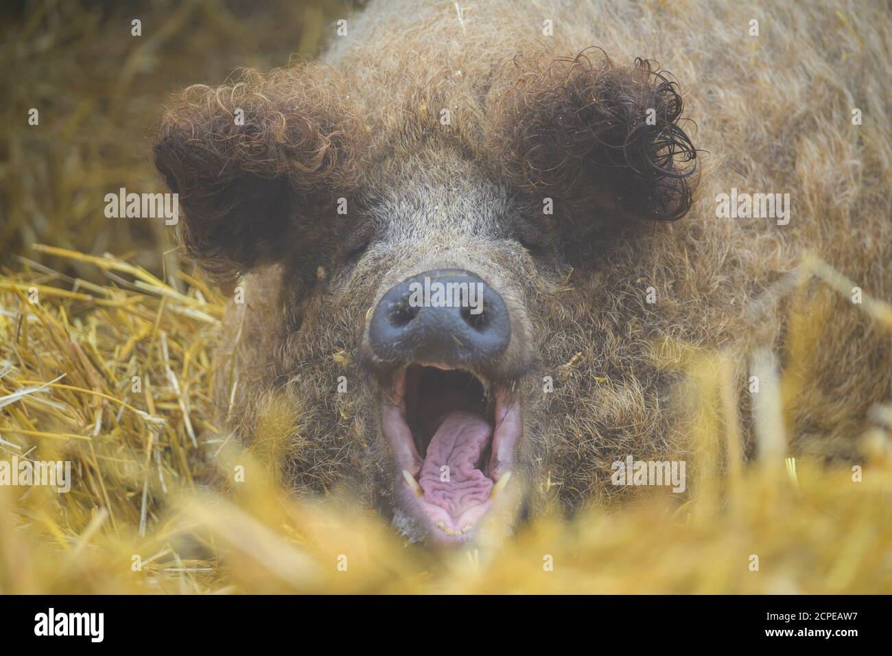 Mangalica, Sus scrofa domestica, or Mangalitsa or Mangalitza pig Stock ...