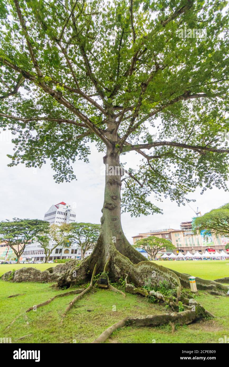 The cotton silk tree at Merdeka Square in Kuching, Malaysia Stock Photo ...