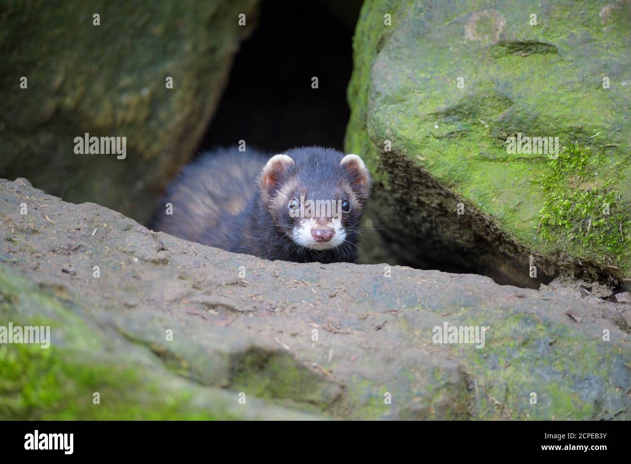 Ferret hi-res stock photography and images - Alamy