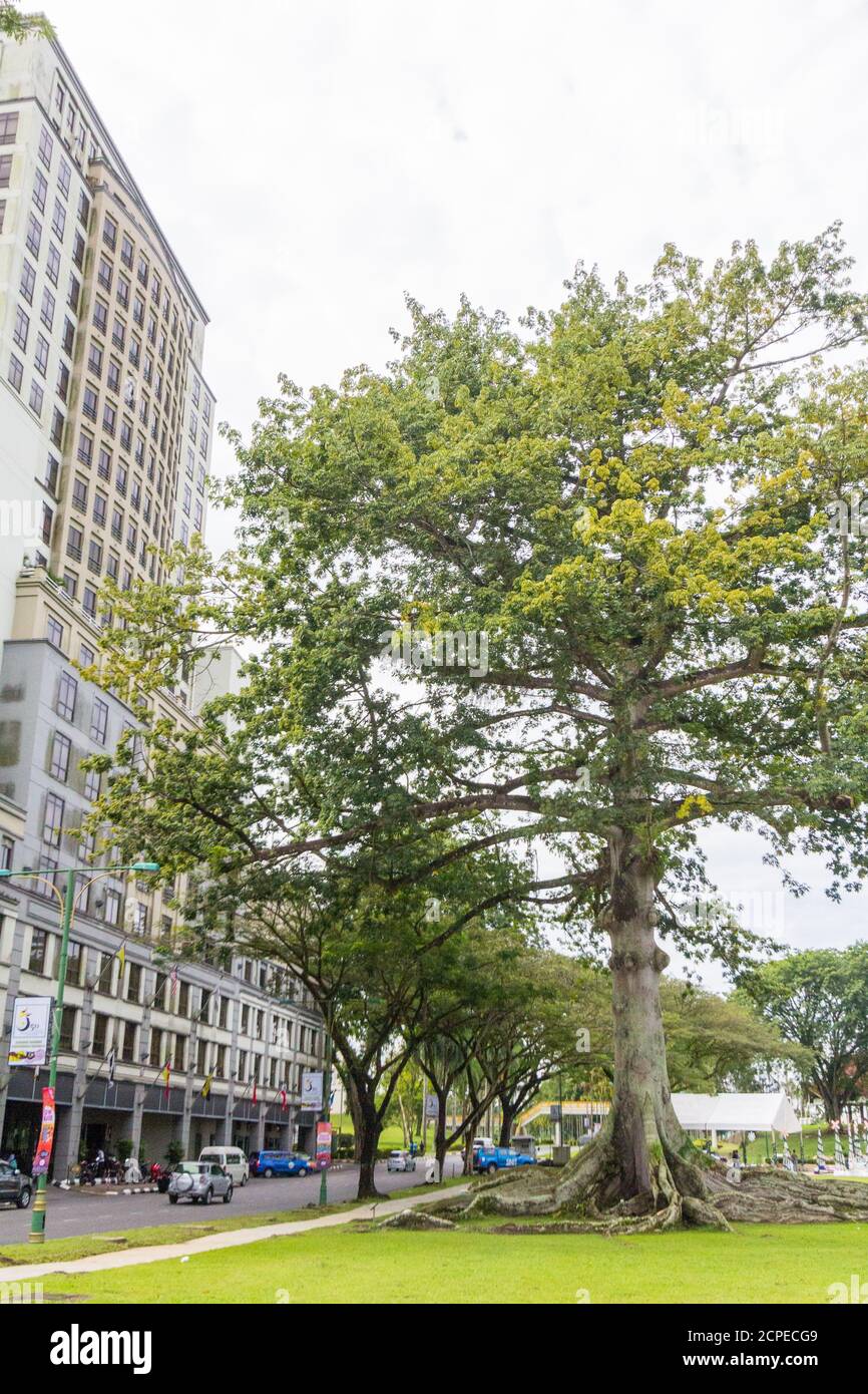 The cotton silk tree at Merdeka Square in Kuching, Malaysia Stock Photo ...