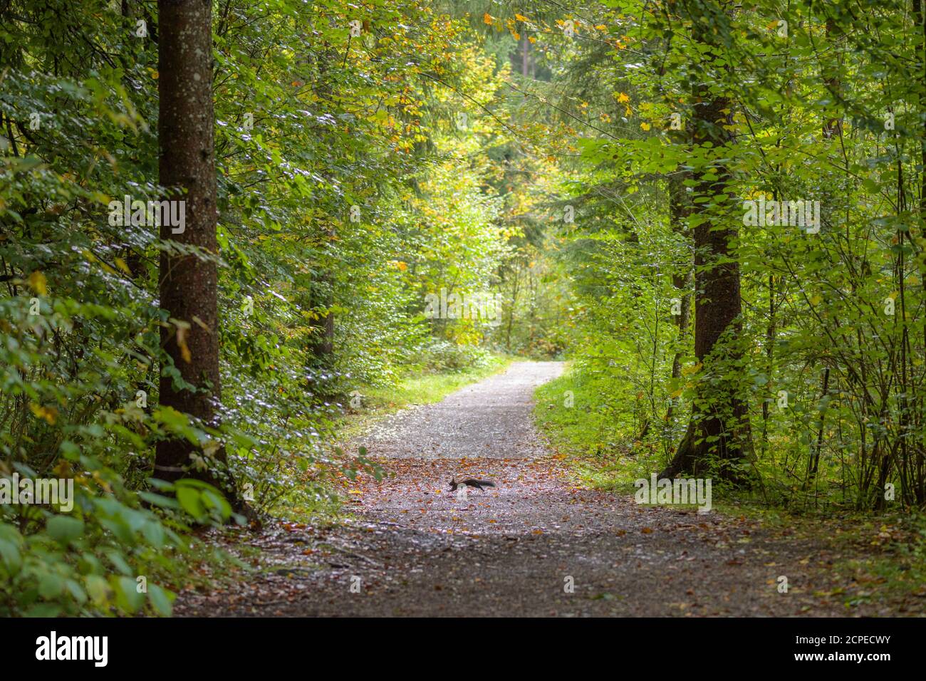 Forest footpath with squirrel, Sciurus vulgaris Stock Photo - Alamy