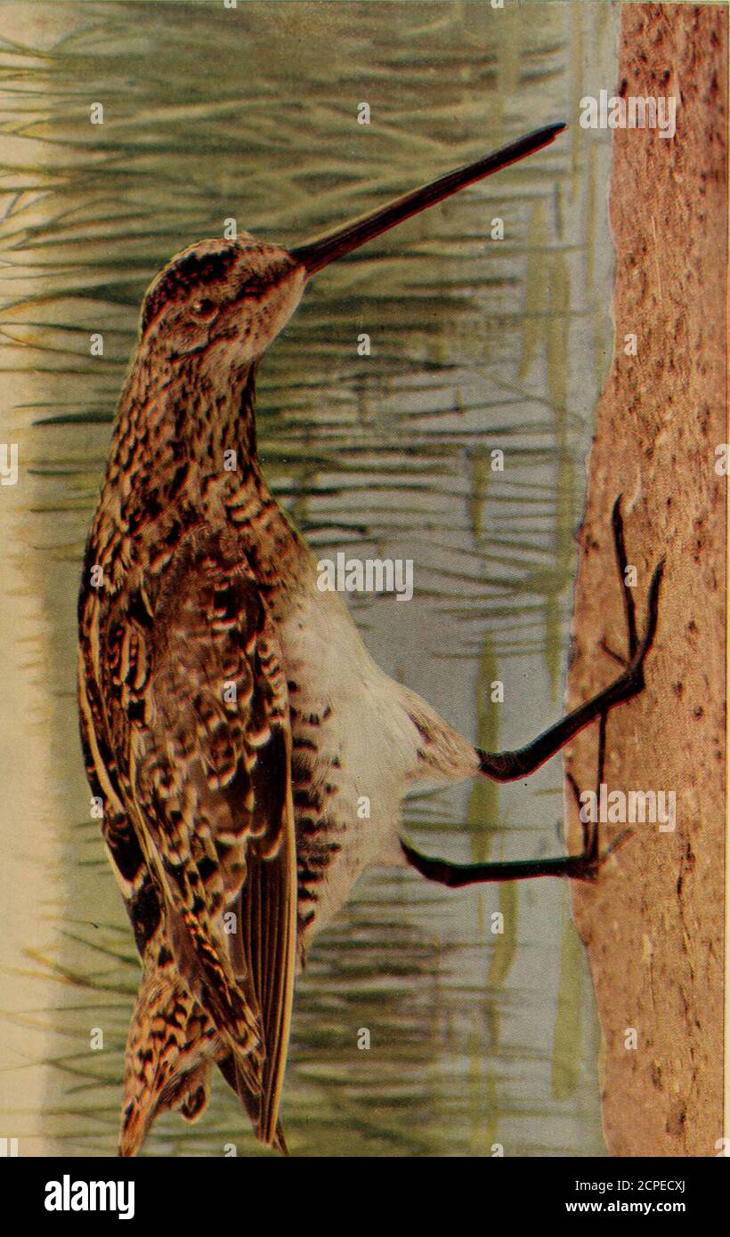 Gray snipe hi-res stock photography and images - Alamy