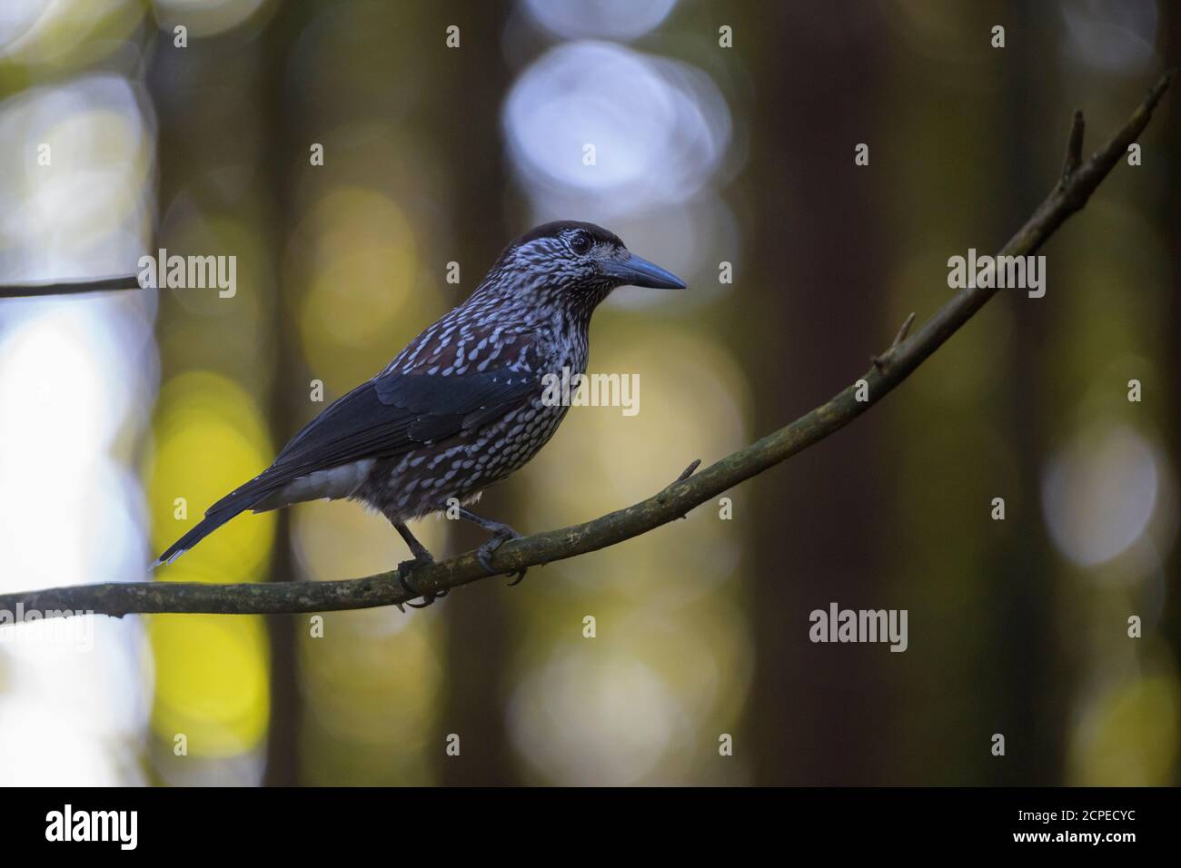 Spotted Nutcracker, Nucifraga caryocatactes, in forest Stock Photo - Alamy