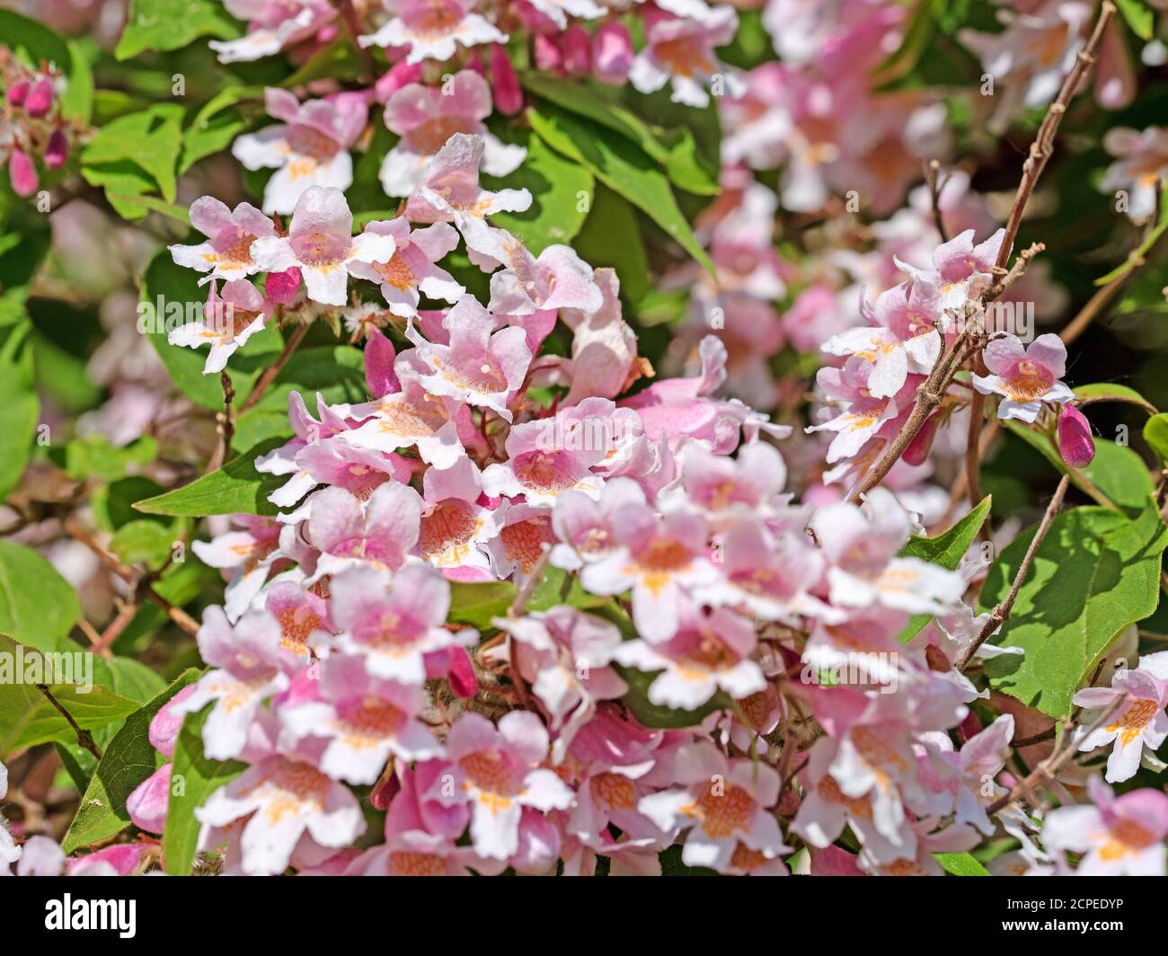 Kolkwitzia amabilis hi-res stock photography and images - Alamy