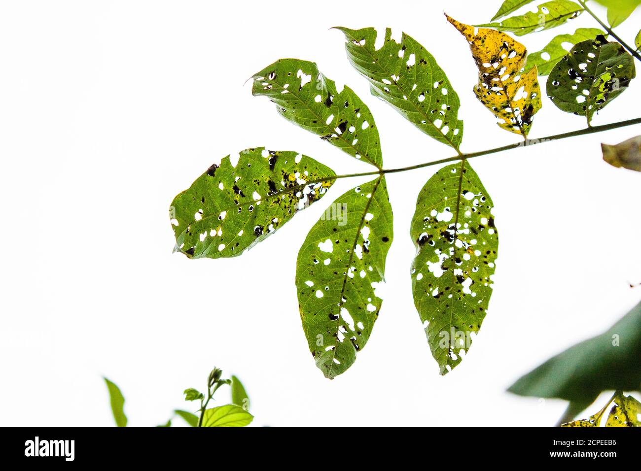 Insect-eaten tree leaves. Khulna, Bangladesh Stock Photo - Alamy