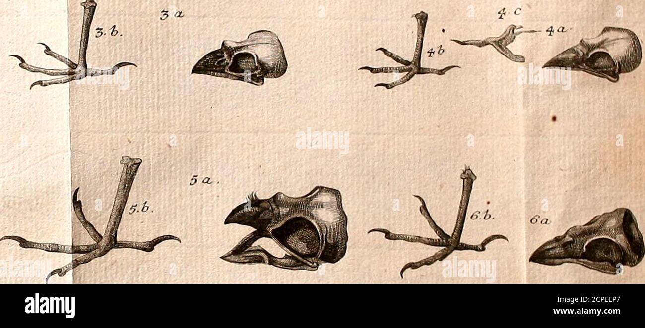 . Stemmata avium : quadraginta tabulis aeneis ornata ; accedunt ...