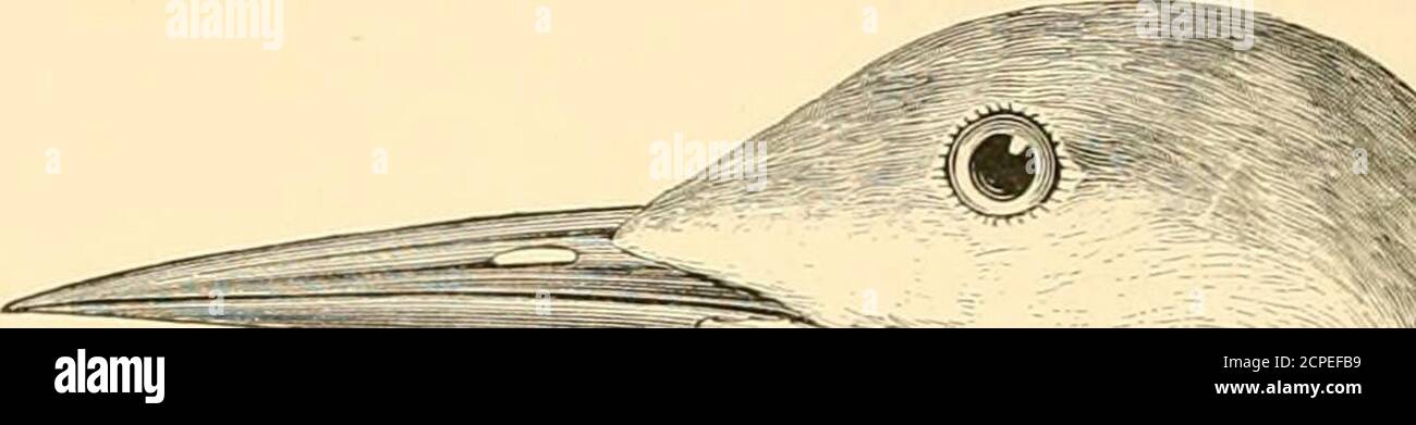 . The water birds of North America . Sp. Char. Adult in summer: Entire ...