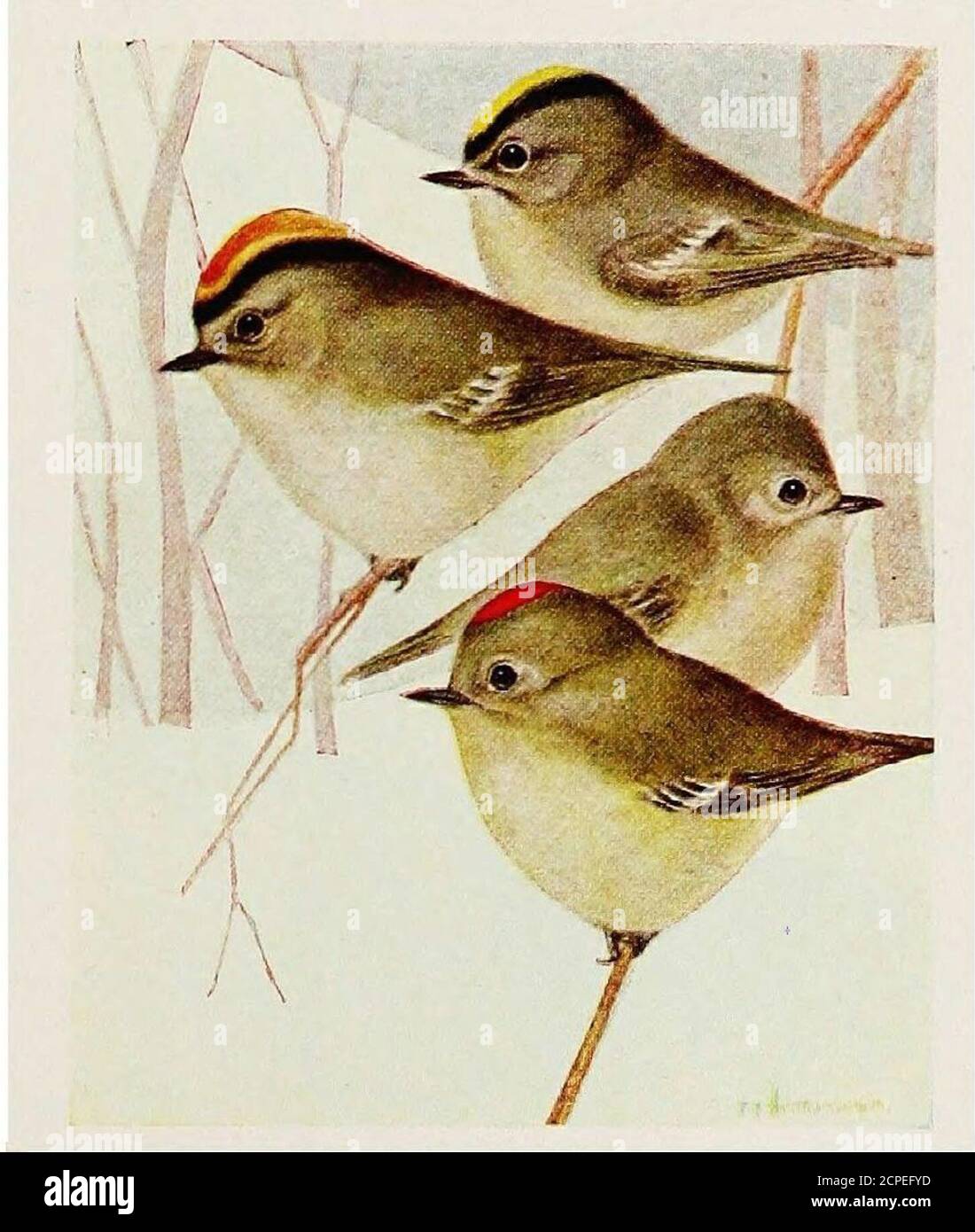 . Birds of eastern Canada . A. Chickadee (p. 212).. B. Golden-crowned ...