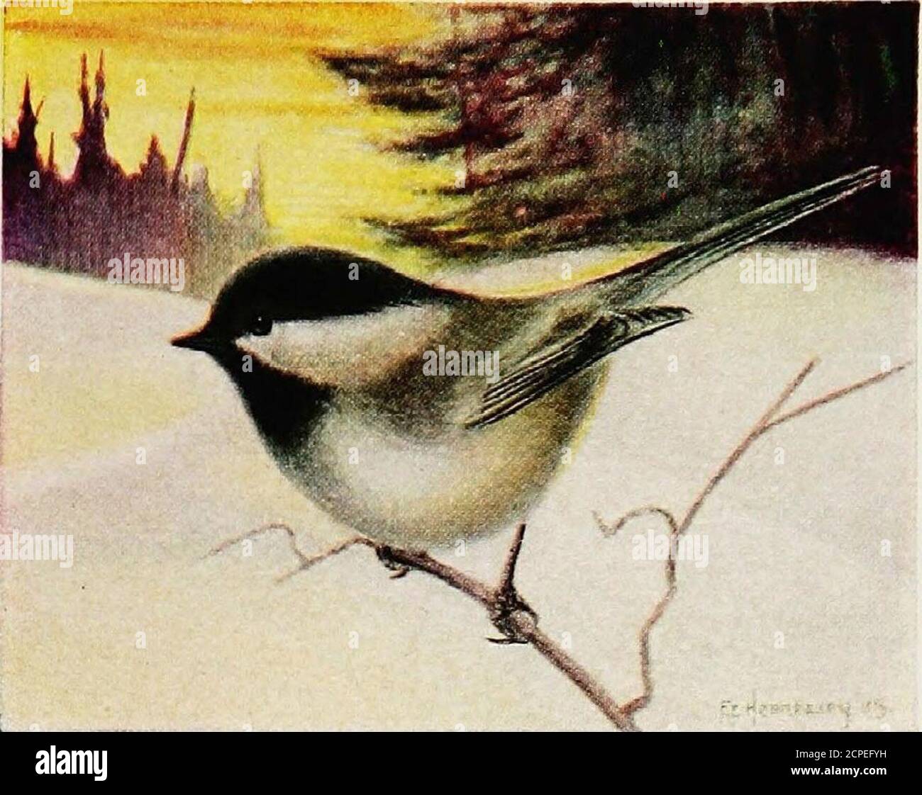 . Birds of eastern Canada . B. White-breasted Nuthatch (p. 211 ...