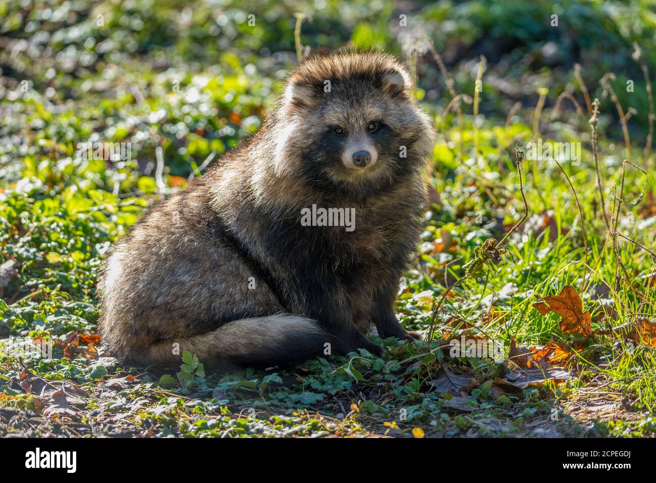Raccoon dog, Nyctereutes procyonoides Stock Photo - Alamy