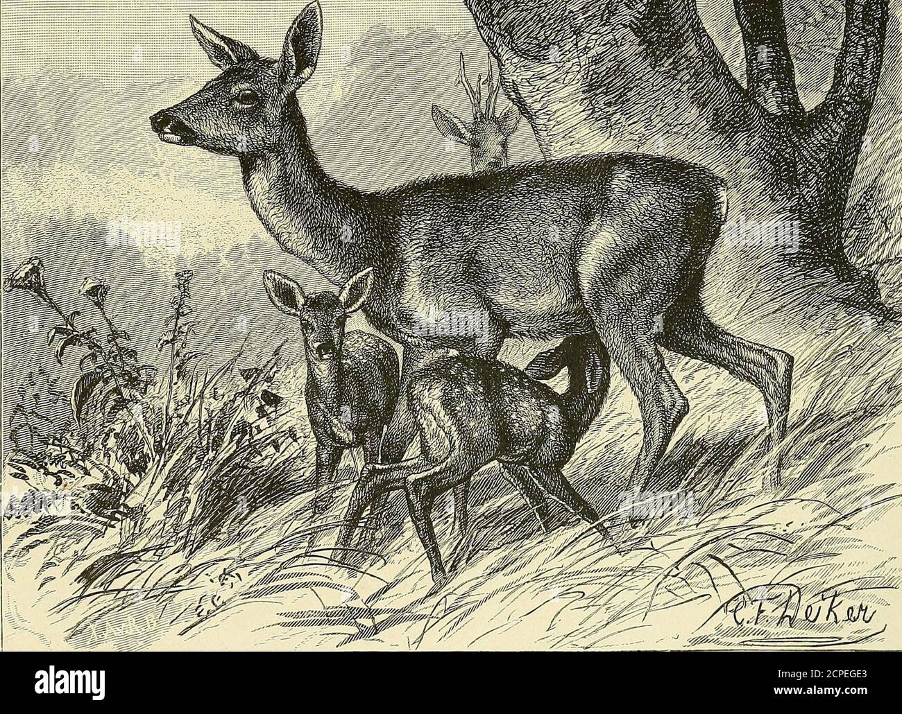 . Thiere der Heimath : Deutschlands Säugethiere und Vögel . 111111 ...