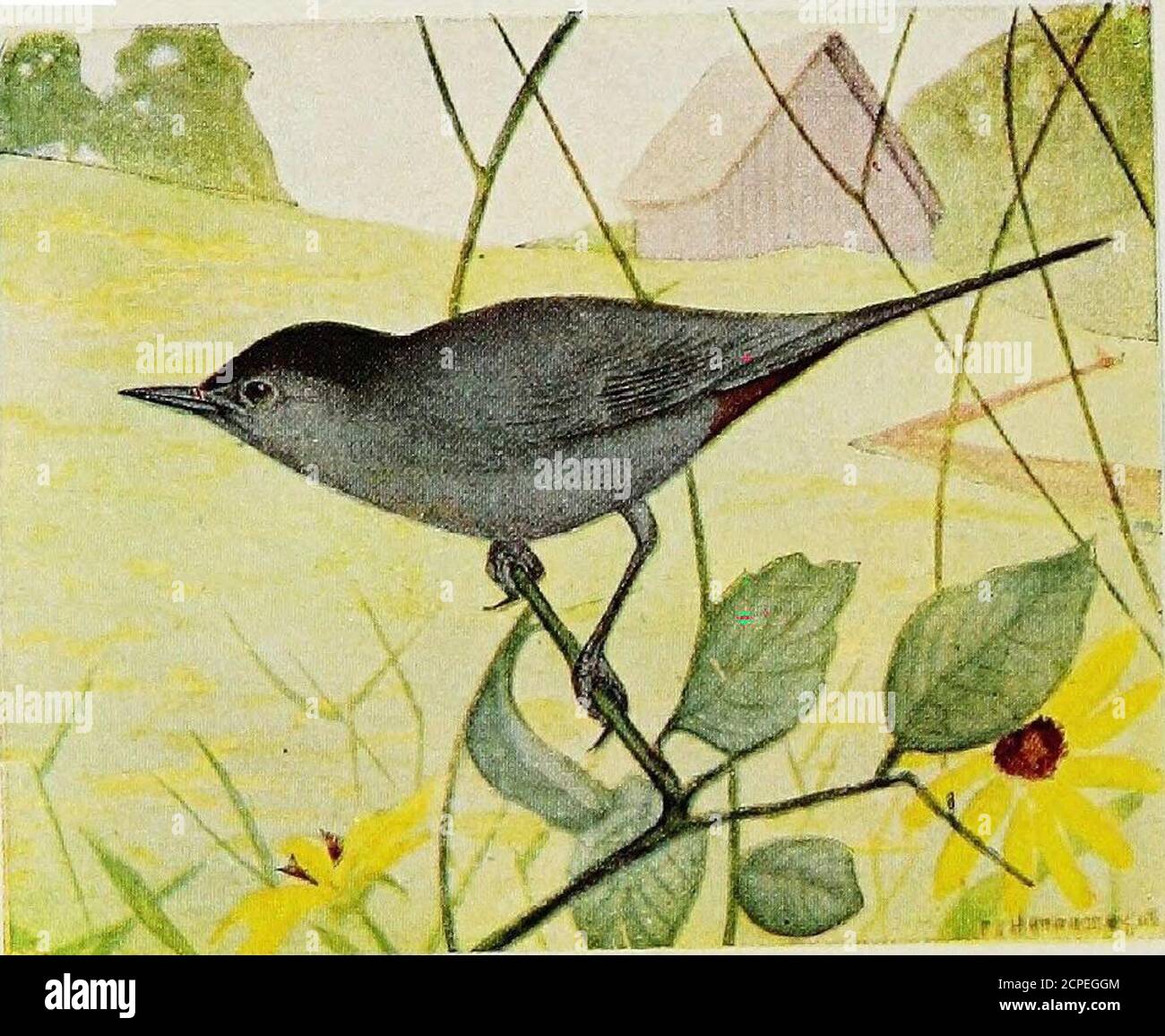 Female catbird hi-res stock photography and images - Alamy