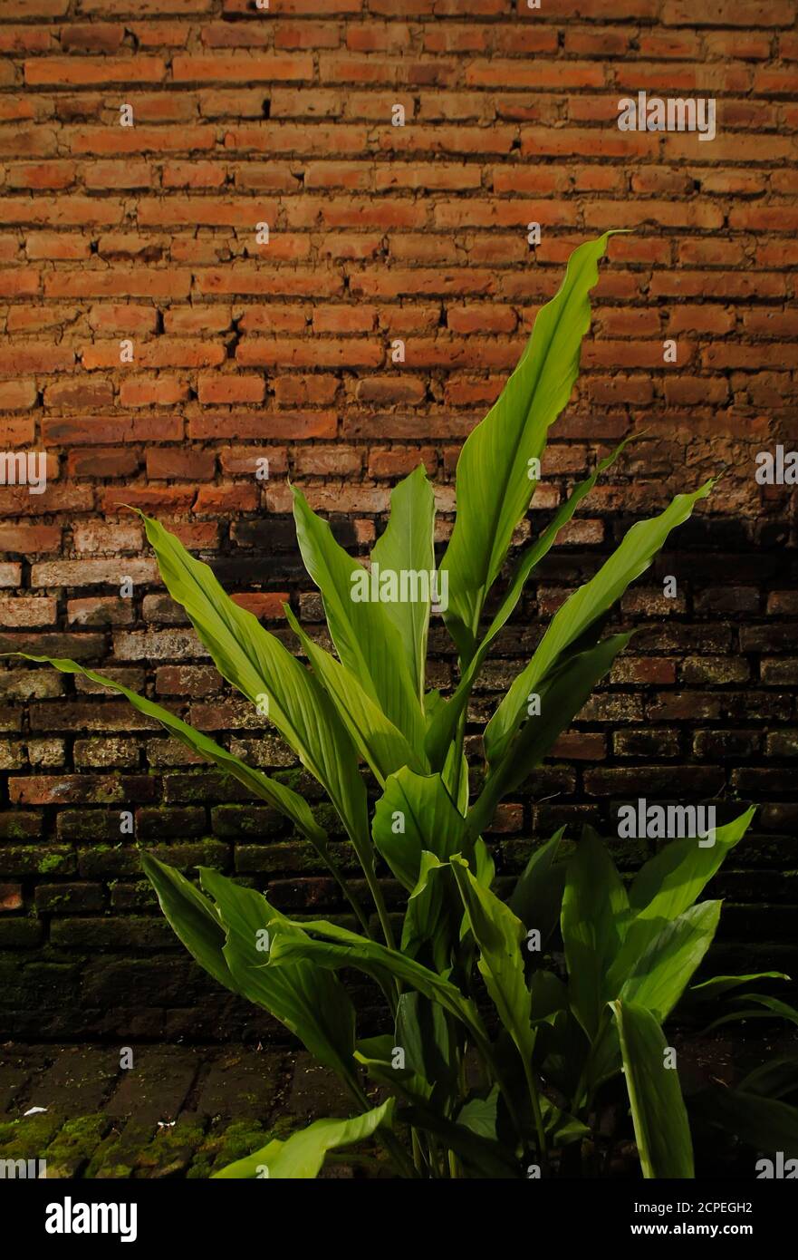 Turneric hi-res stock photography and images - Alamy