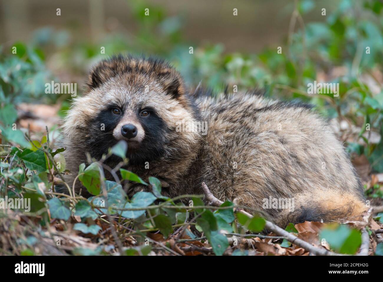 Raccoon dog, Nyctereutes procyonoides Stock Photo - Alamy