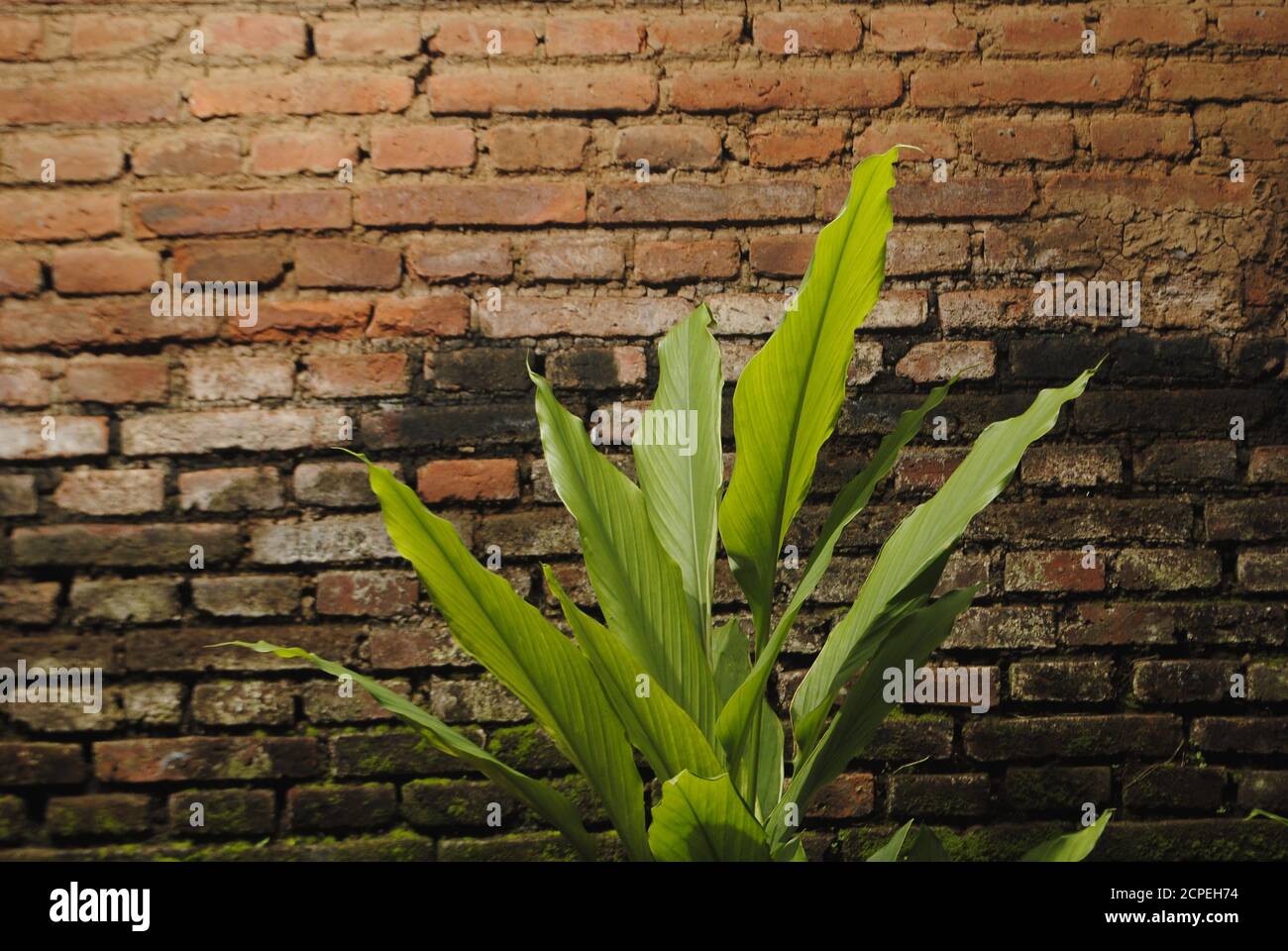 Turmeric / Inflorescence of turneric (curcuma longa) growing near red ...