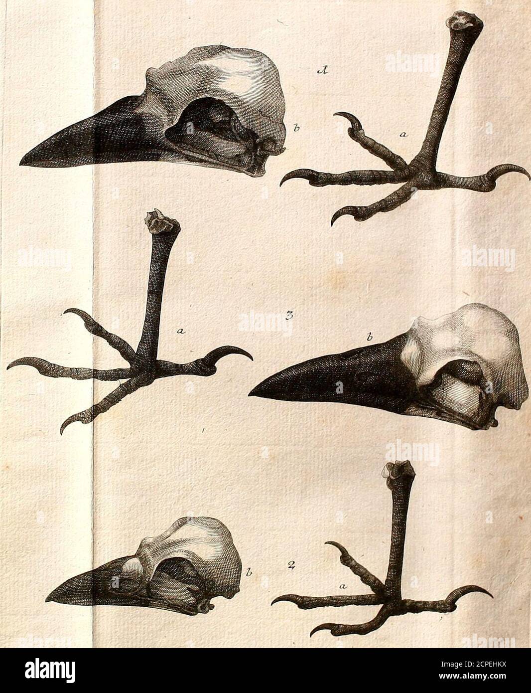 . Stemmata avium : quadraginta tabulis aeneis ornata ; accedunt ...