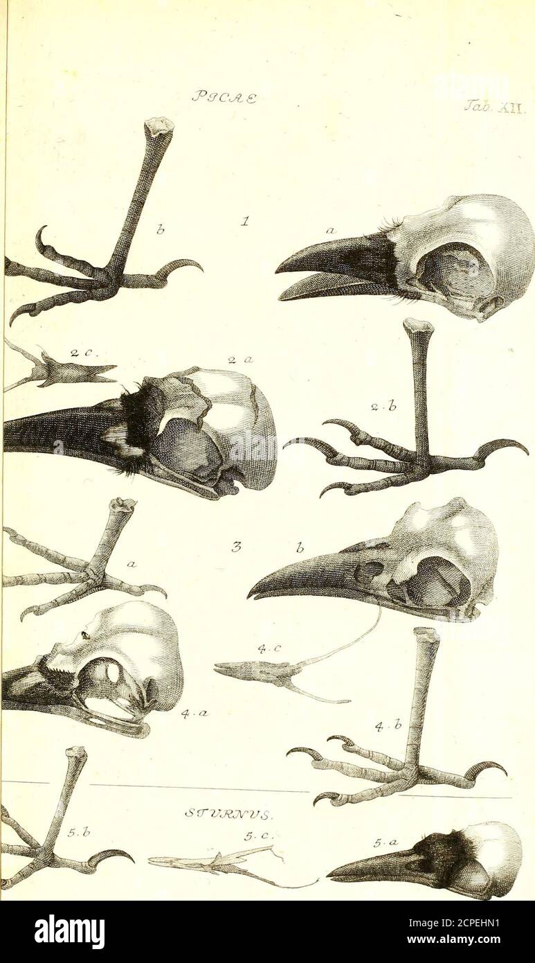 . Stemmata avium : quadraginta tabulis aeneis ornata ; accedunt ...