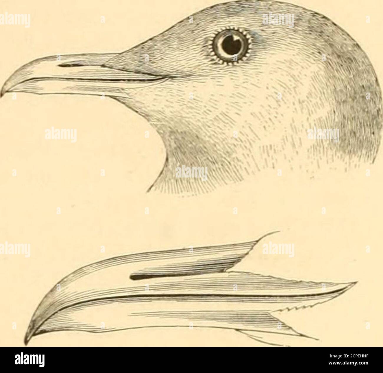 Primary covert hi-res stock photography and images - Alamy