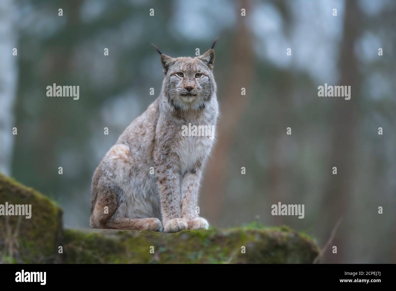 European Lynx, Lynx lynx Stock Photo - Alamy