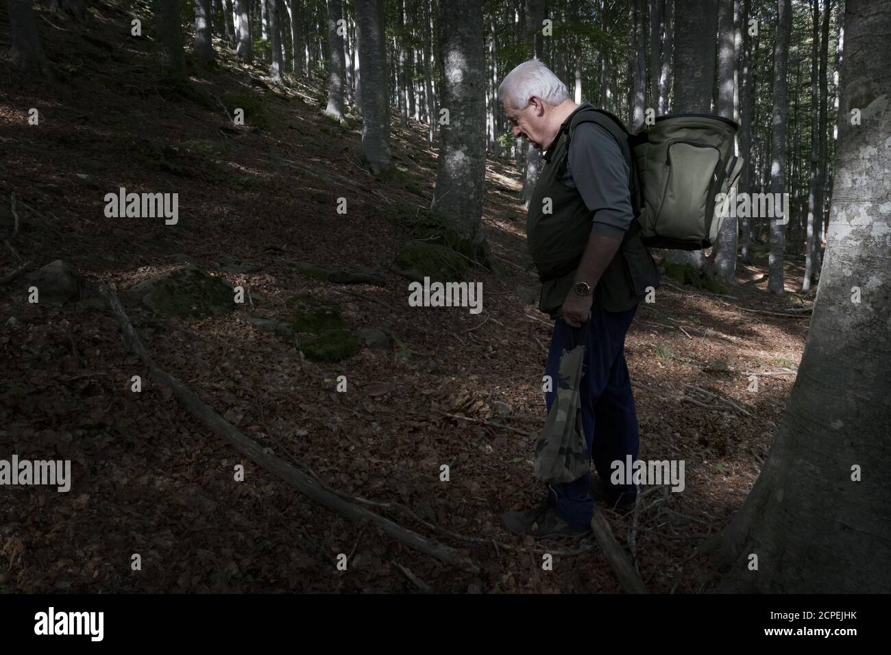 mushroom hunter in the woods Stock Photo - Alamy