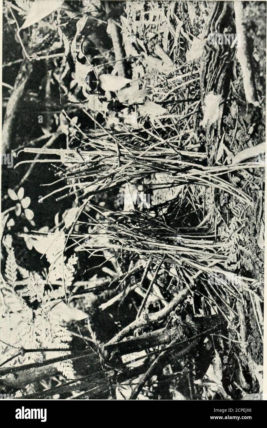 Calamus australis hi-res stock photography and images - Alamy