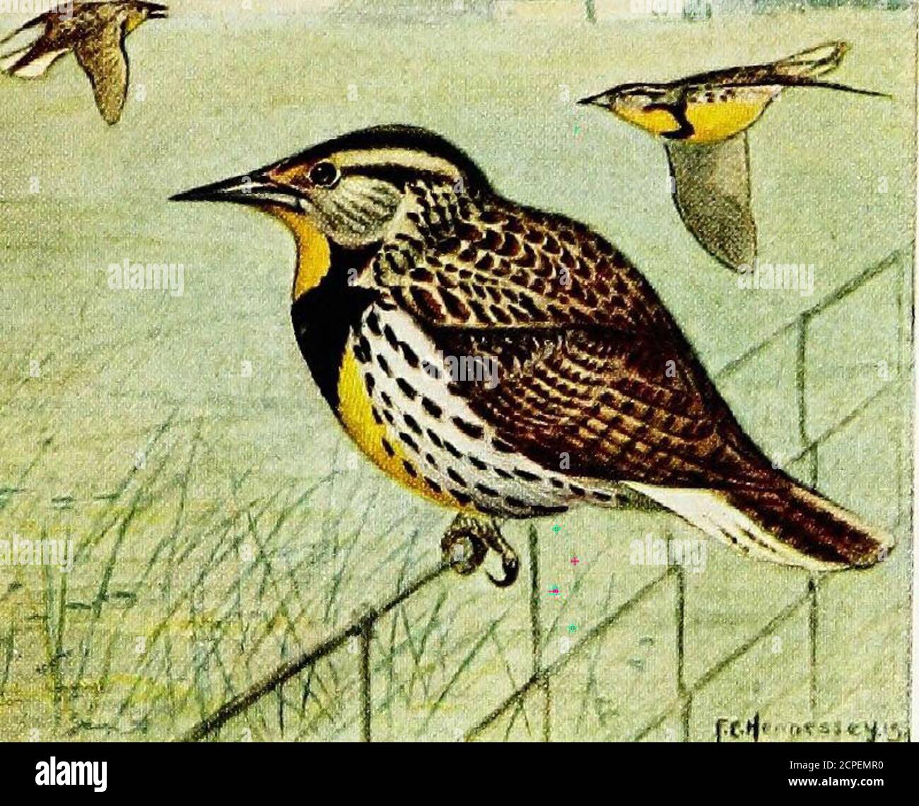 Female eastern meadowlark hi-res stock photography and images - Alamy