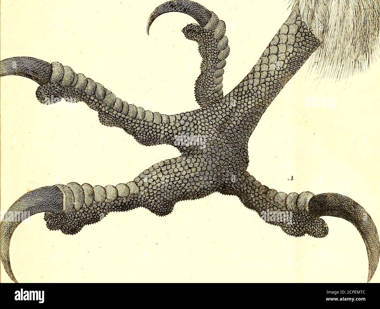 . Stemmata avium : quadraginta tabulis aeneis ornata ; accedunt ...