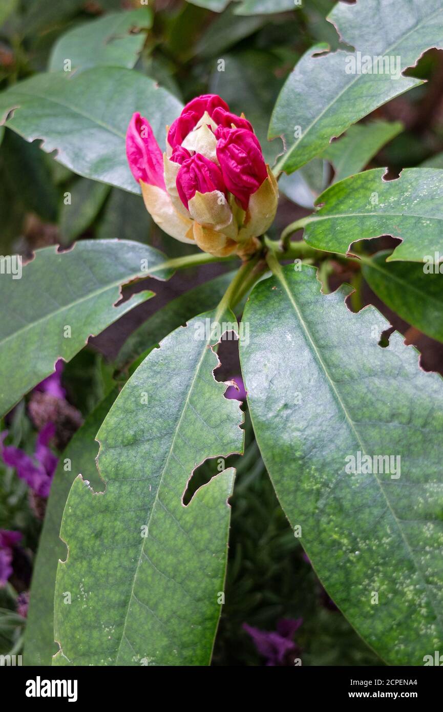Bay weevil on rhododendron leaves caused by the black weevil ...