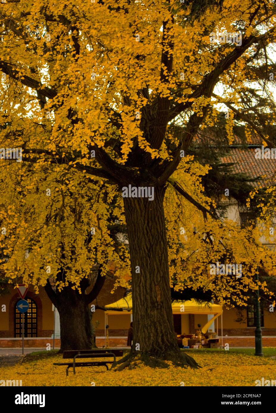 A big ginkgo tree with many autumn ginkgo yellow leaves Stock Photo - Alamy