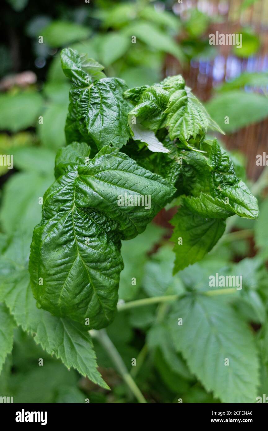 The young shoots of the raspberry attacked by aphids (Aphidoidea Stock ...