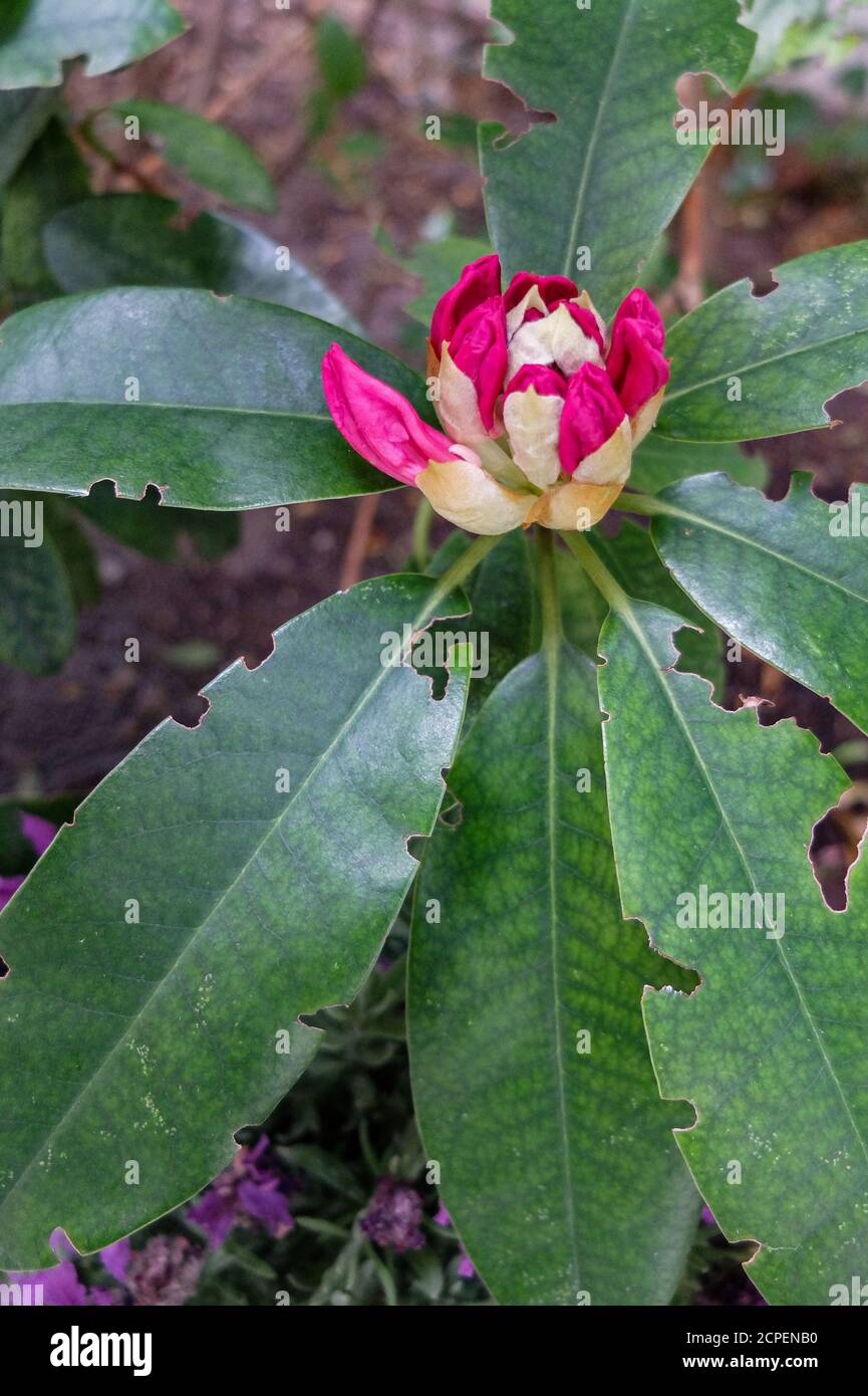 Bay weevil on rhododendron leaves caused by the black weevil ...
