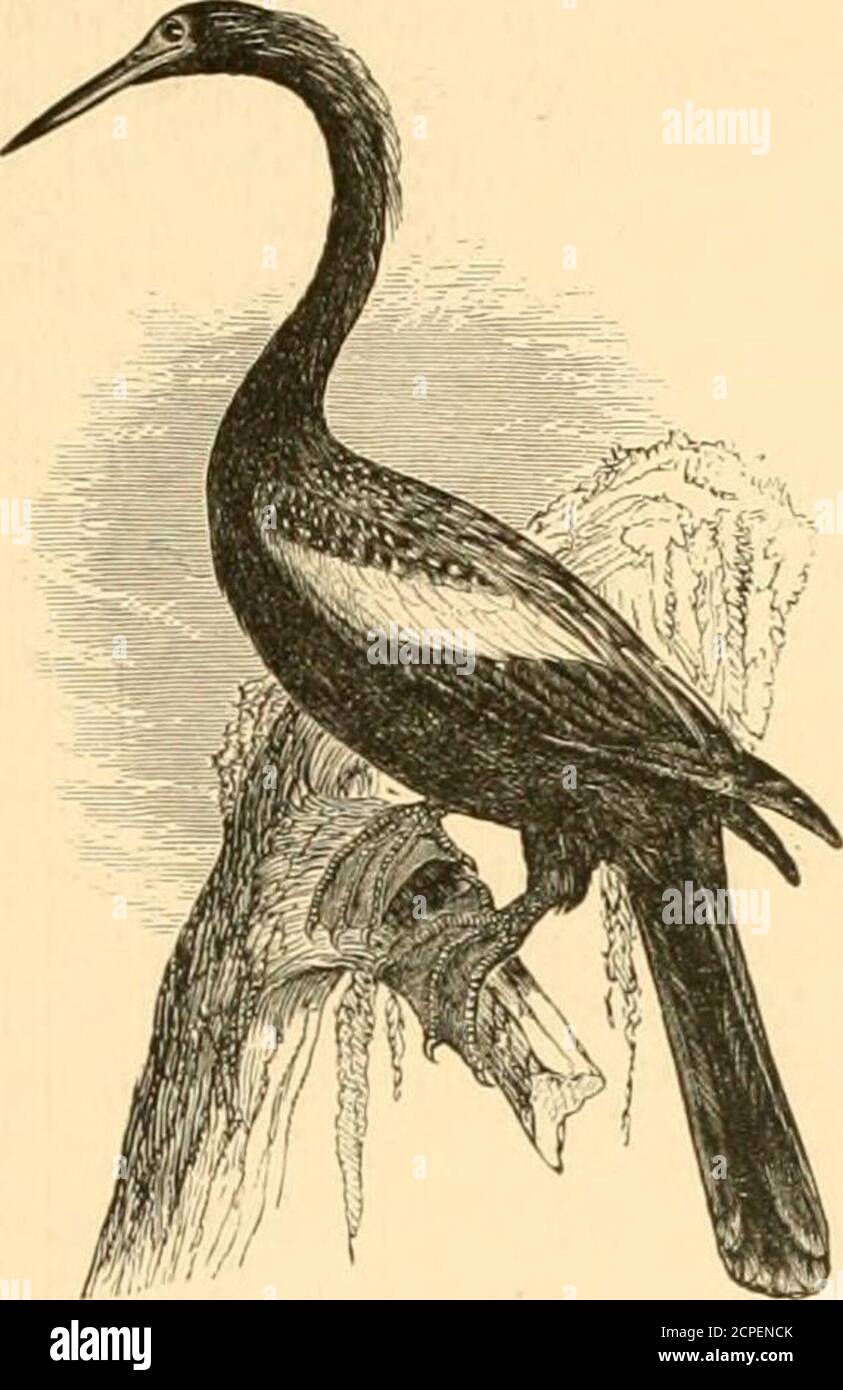 . The water birds of North America . -ally) with light hoary ash, these ...