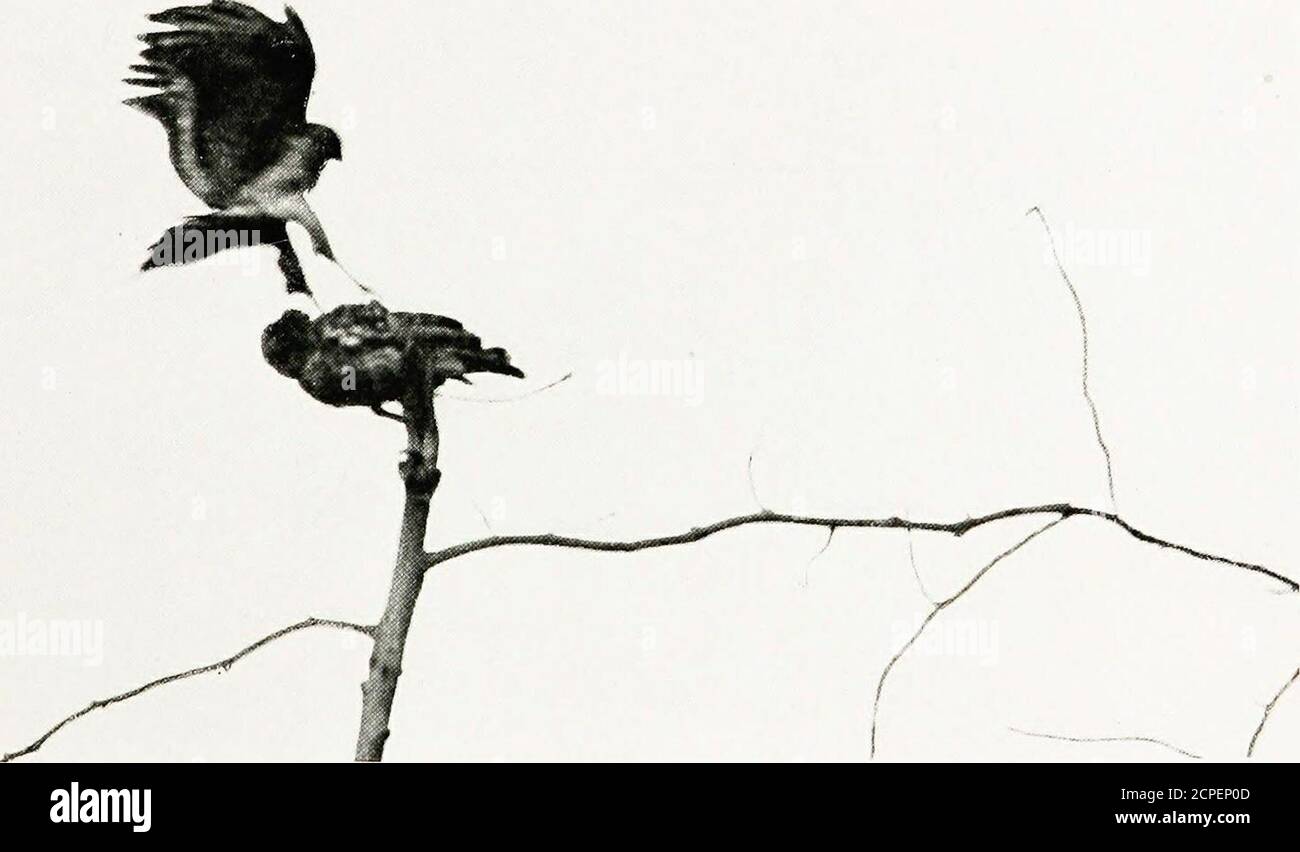 Flying centipedes hi-res stock photography and images - Alamy