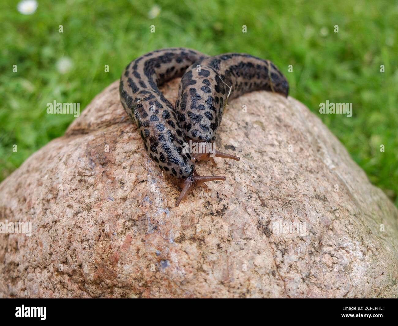 Two tiger snail snails (Limax maximus) on the stone Stock Photo - Alamy