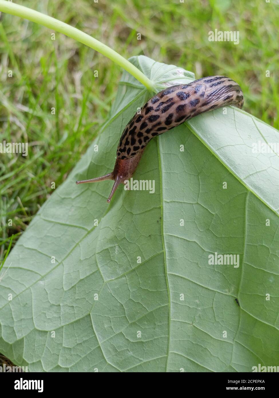 Tiger snail (Limax maximus) on the leaf of a nasturtium (Tropaeolum ...