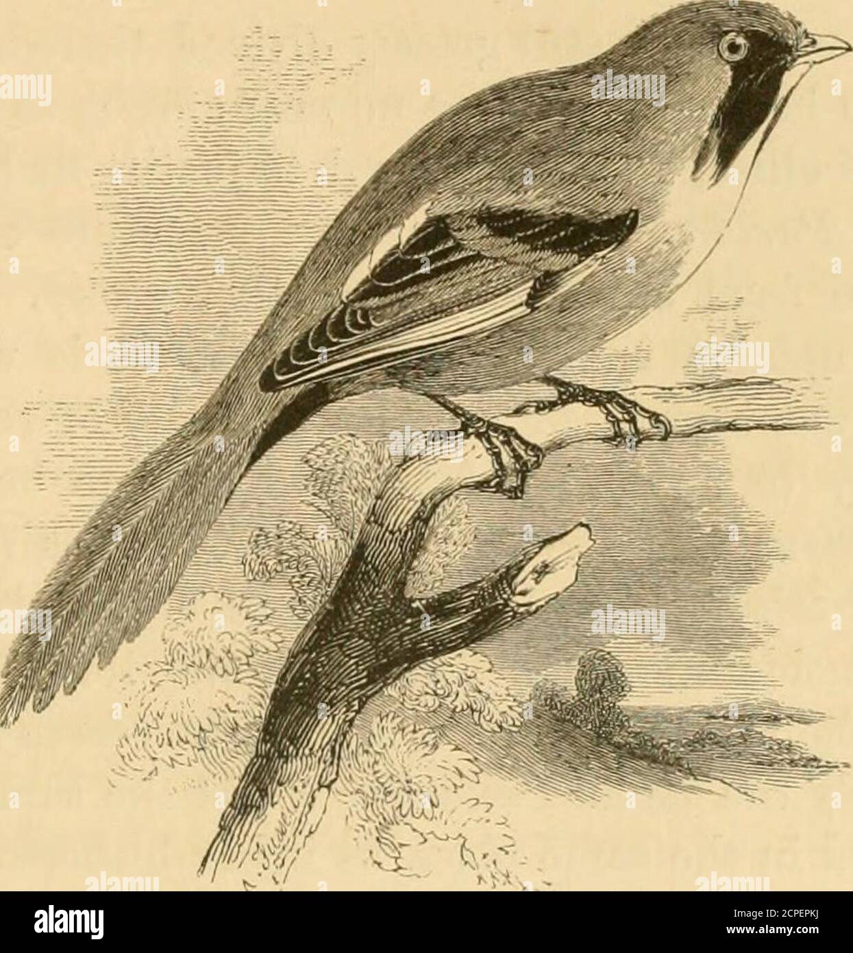 . A history of British birds . BEARDED TITMOUSE. PASSERES. 511 PANURIDJ ...