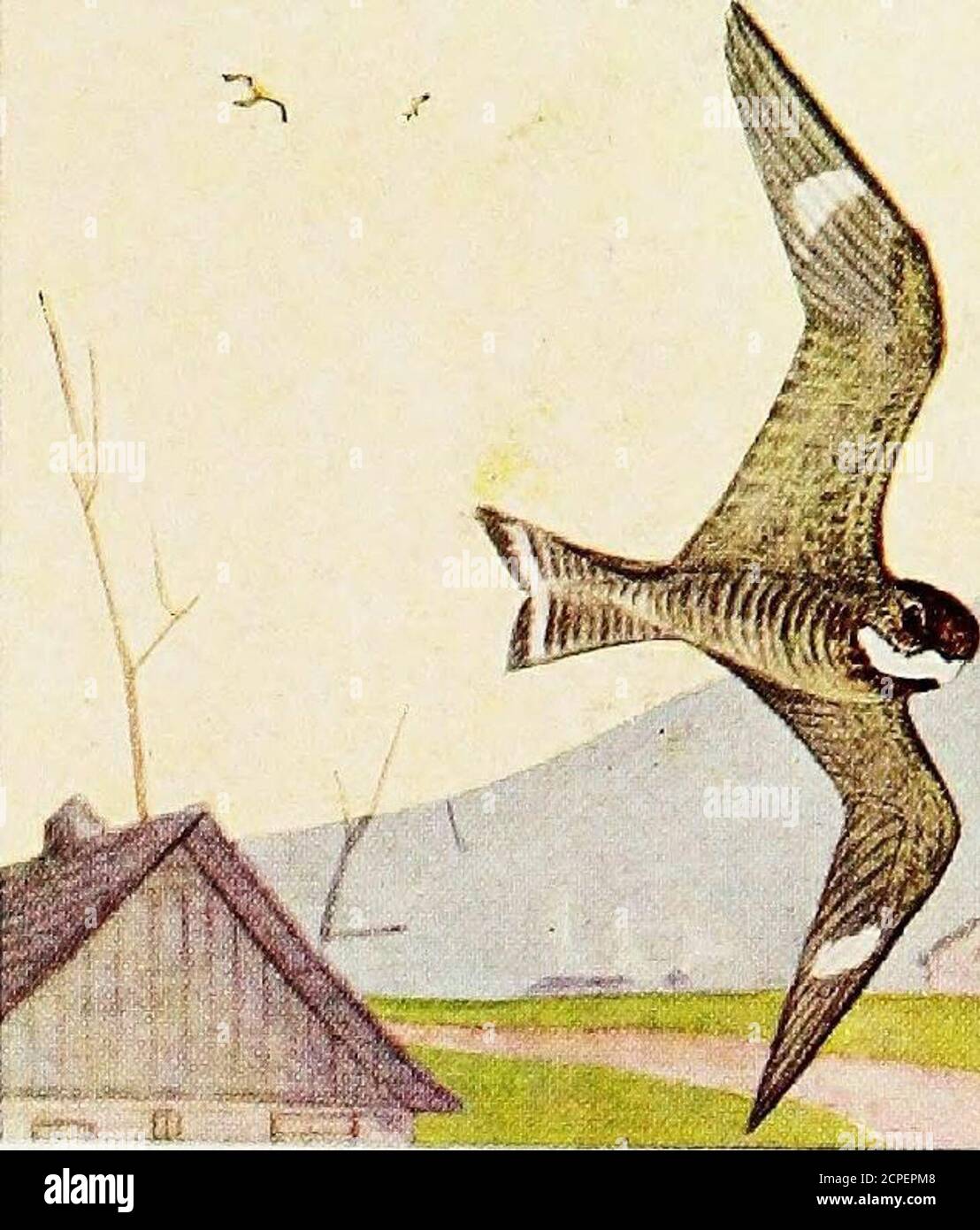 . Birds of eastern Canada . B. Flicker (p. 142).. 243Plate XXI. rcif ...