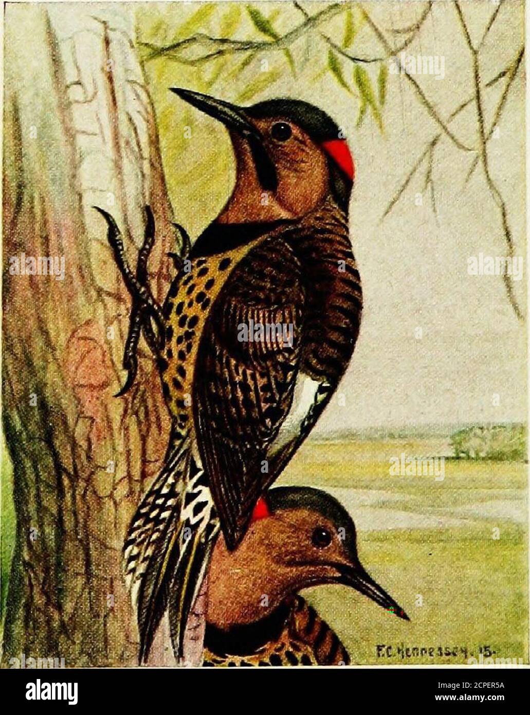 Juvenile flicker hi-res stock photography and images - Alamy